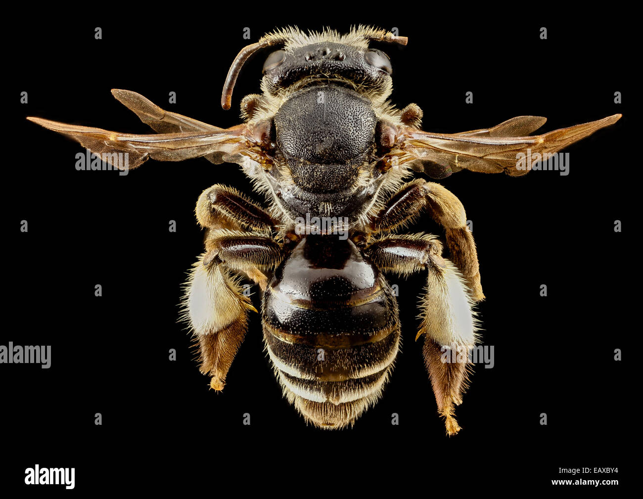 Europea a hi-res stock photography and images - Alamy