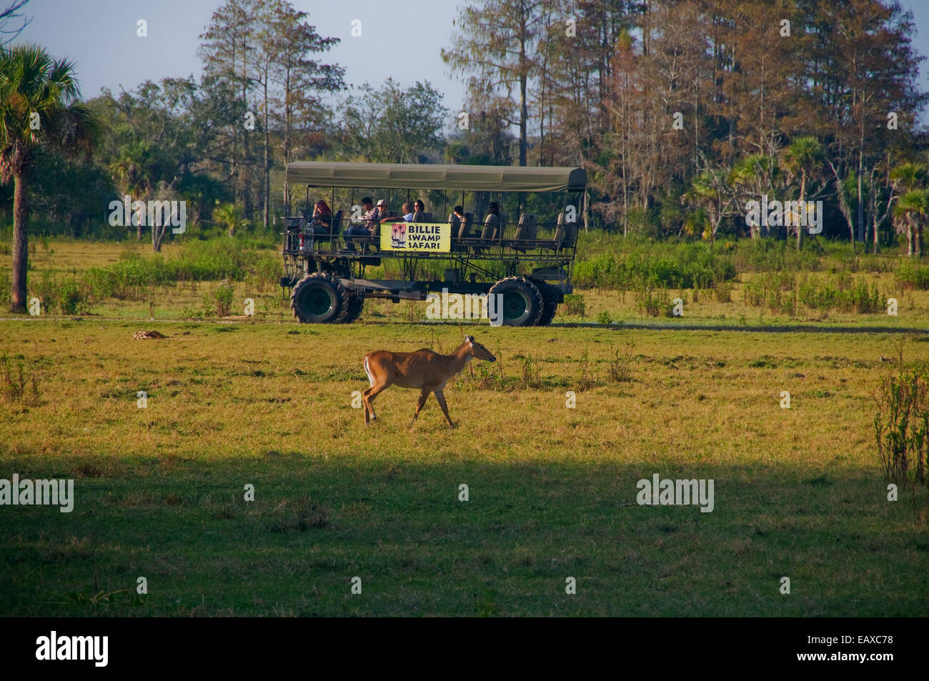Swamp buggy florida everglades High Resolution Stock Photography and ...
