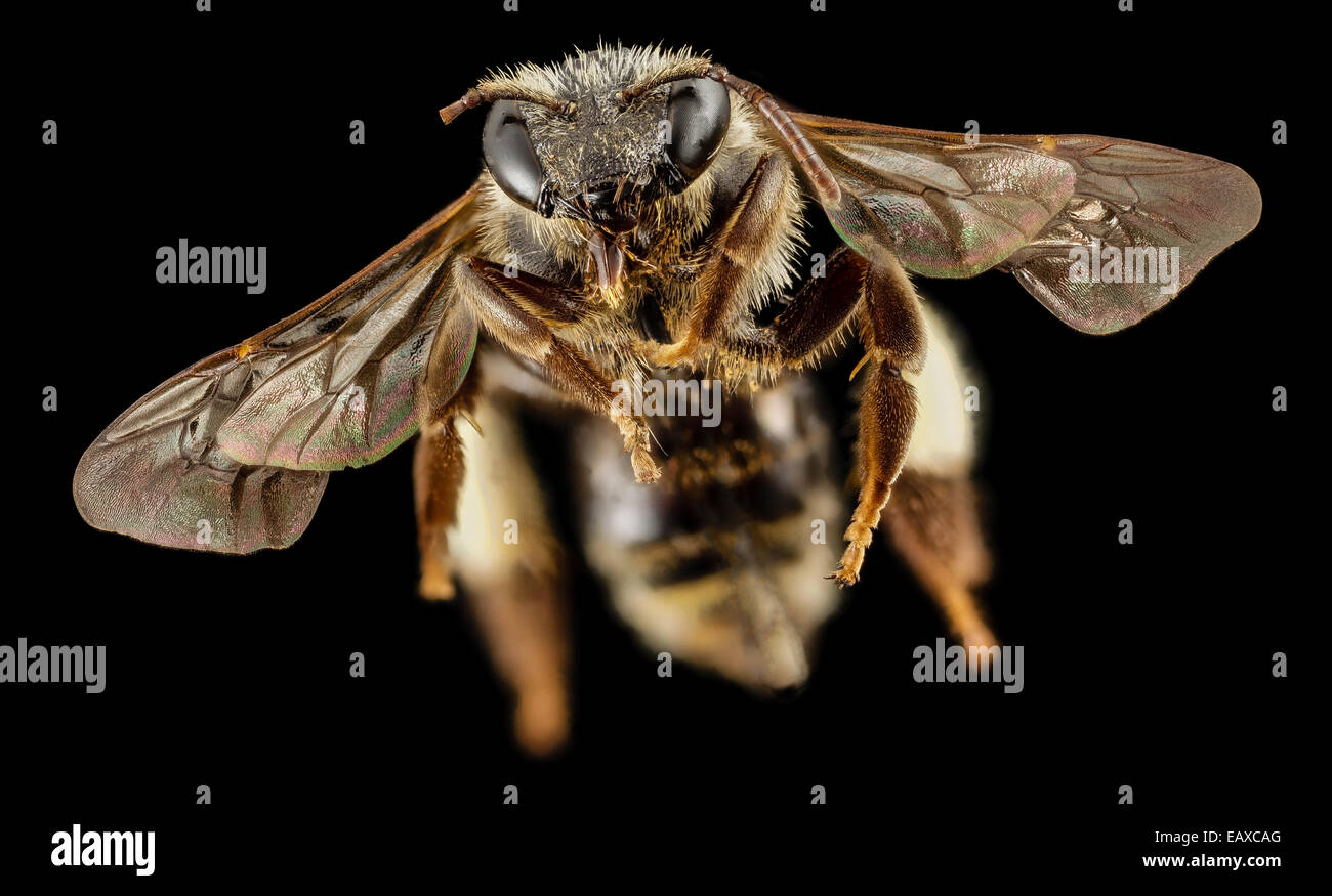 Melittid bee hi-res stock photography and images - Alamy
