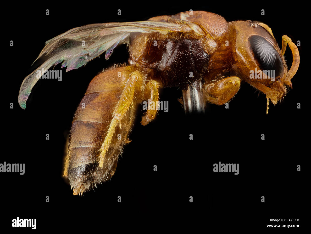 Pachyprosopis cornuta, a species of horned bee native to Australia, was ...