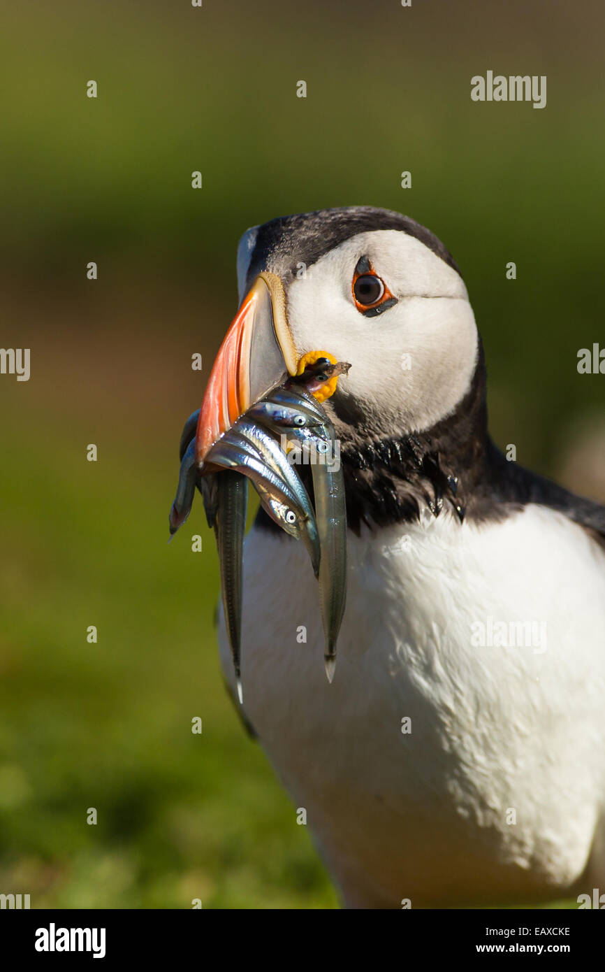 Puffin on island skomer hi-res stock photography and images - Alamy