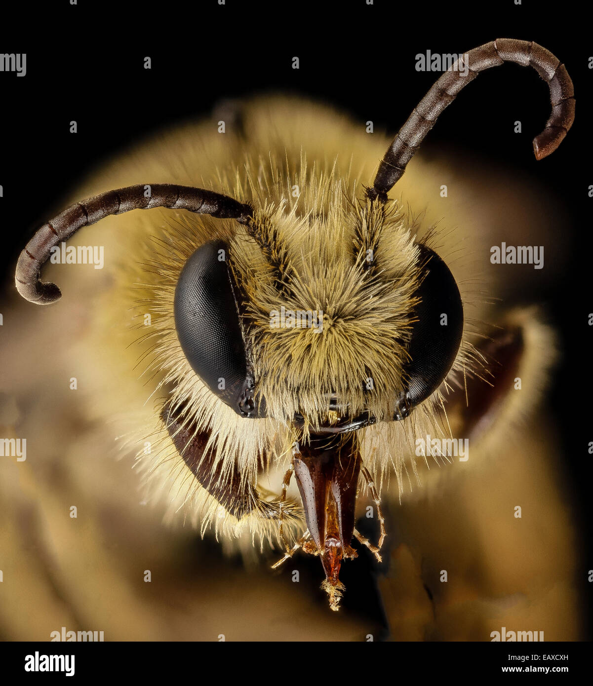 The Melitta haemorrhoidalis, a male bee species from England, is ...