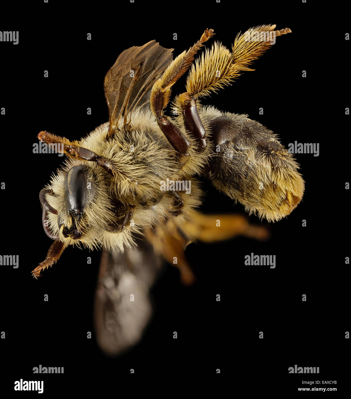 This image captures a female Melitta haemorrhoidalis bee from Wotton ...