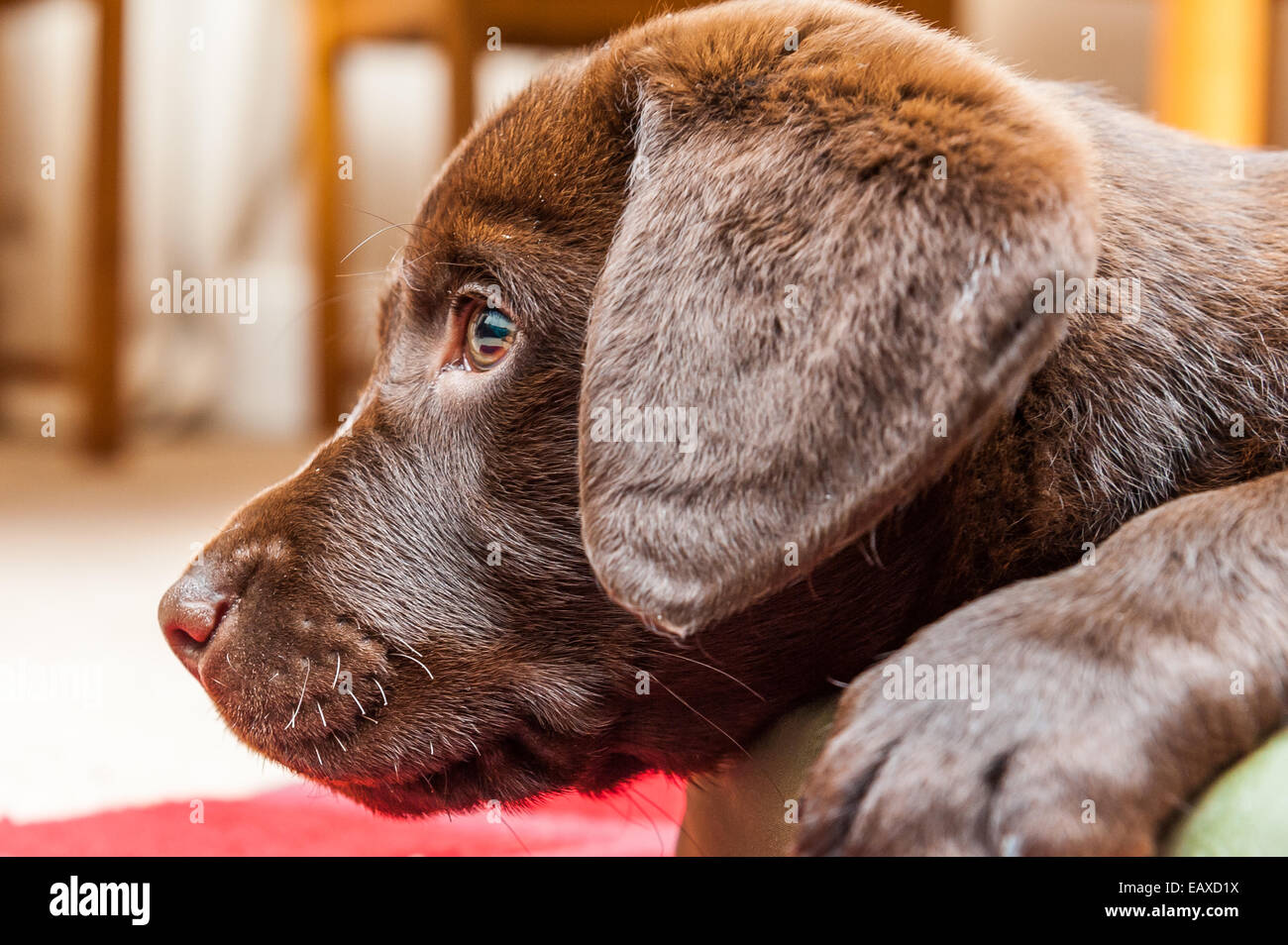 Portrait of an eight week old Chocolate Labrador puppyalert Stock Photo ...