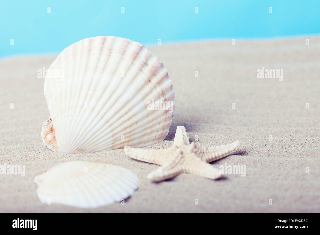 Sea shell and starfish on a beach Stock Photo - Alamy