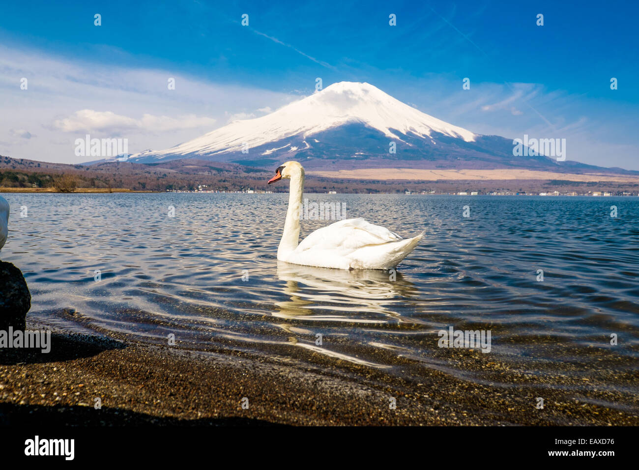 Swan by the majestic mount Fuji in Japan Stock Photo - Alamy