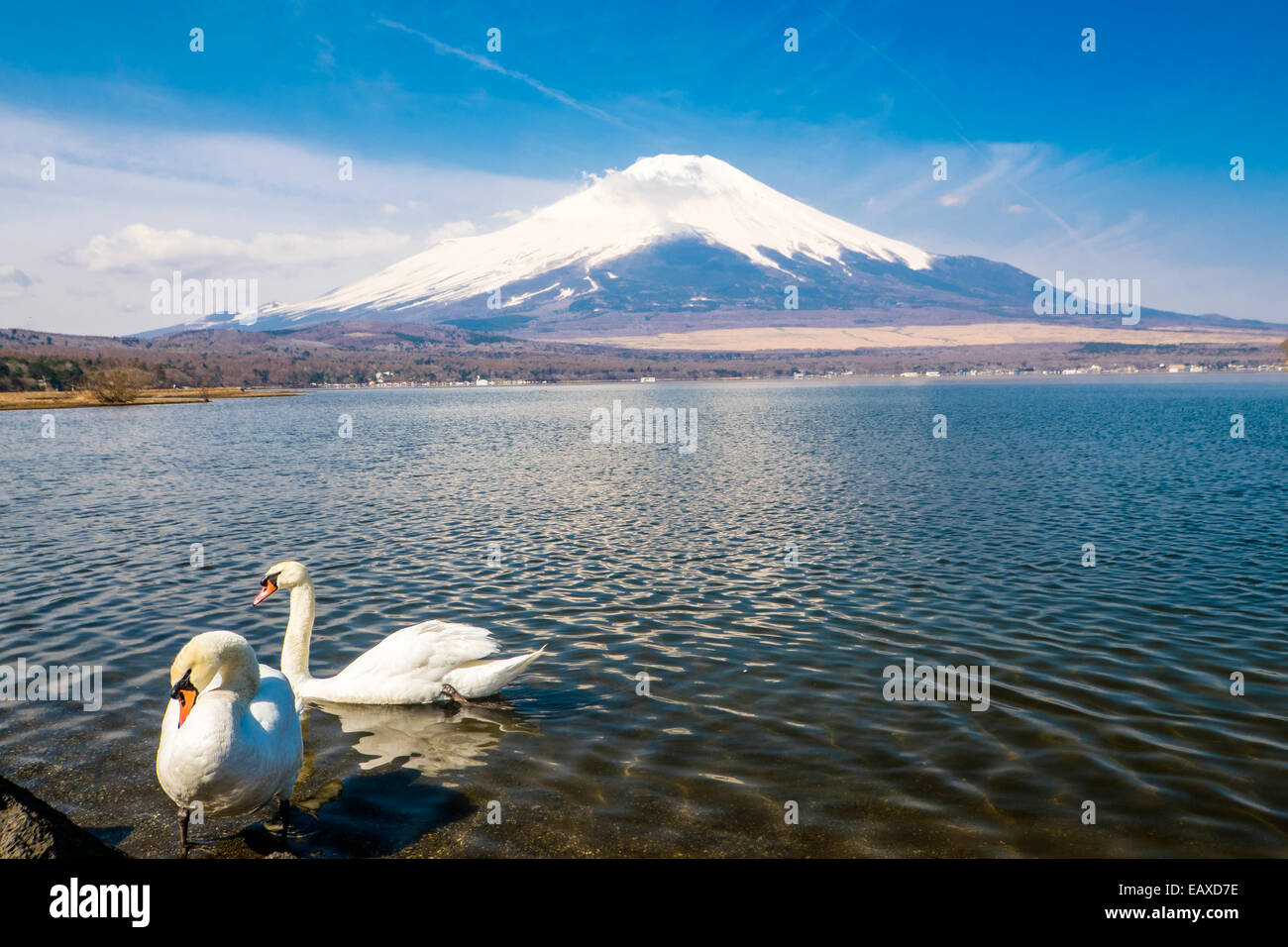 Swan by the majestic mount Fuji in Japan Stock Photo - Alamy