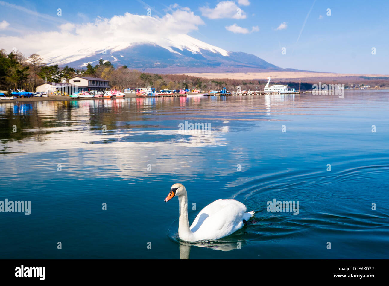 Swan by the majestic mount Fuji in Japan Stock Photo - Alamy