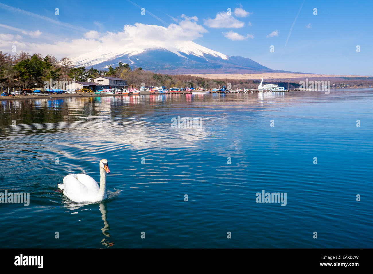 Swan by the majestic mount Fuji in Japan Stock Photo - Alamy
