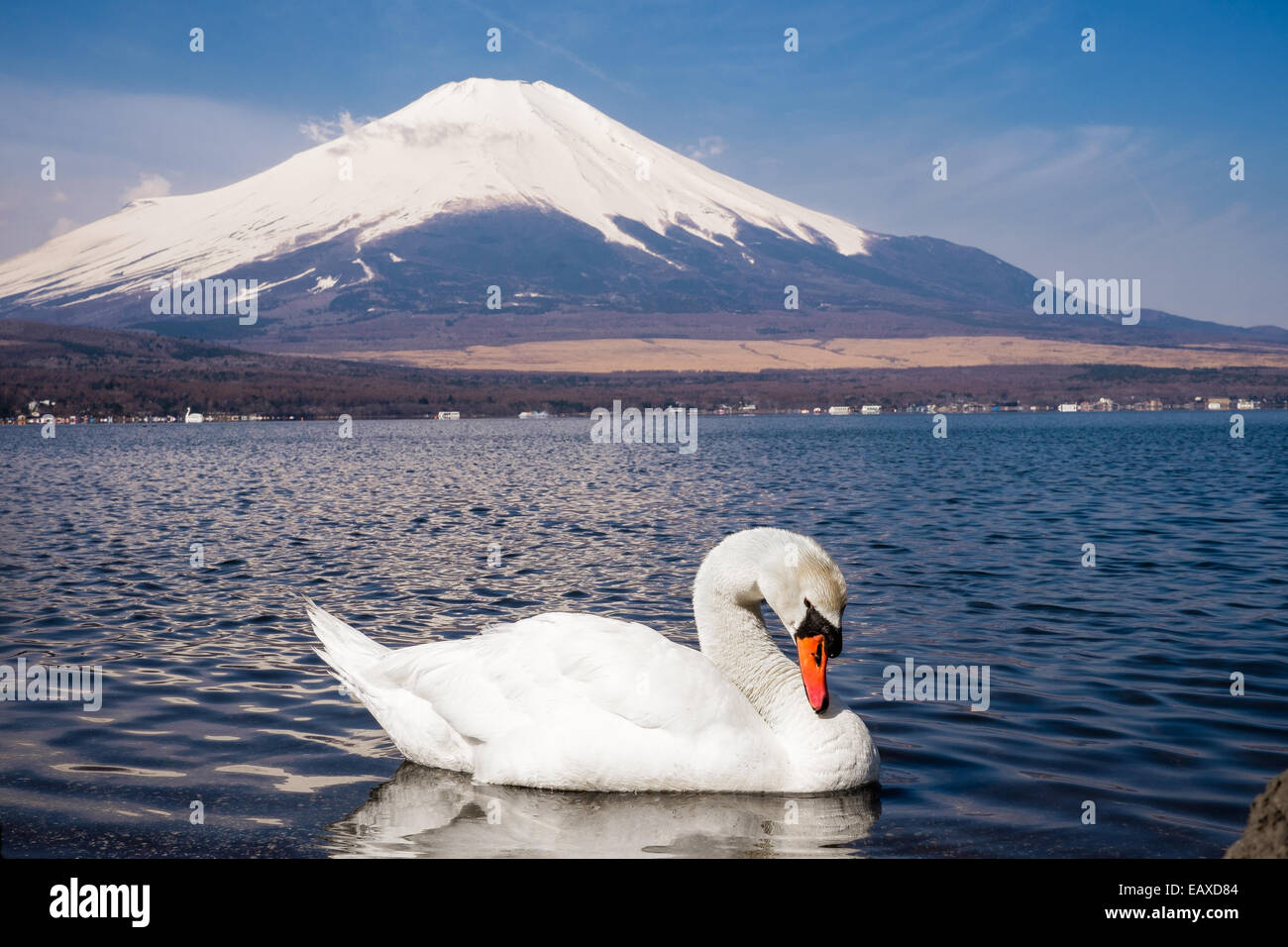 Swan by the majestic mount Fuji in Japan Stock Photo - Alamy