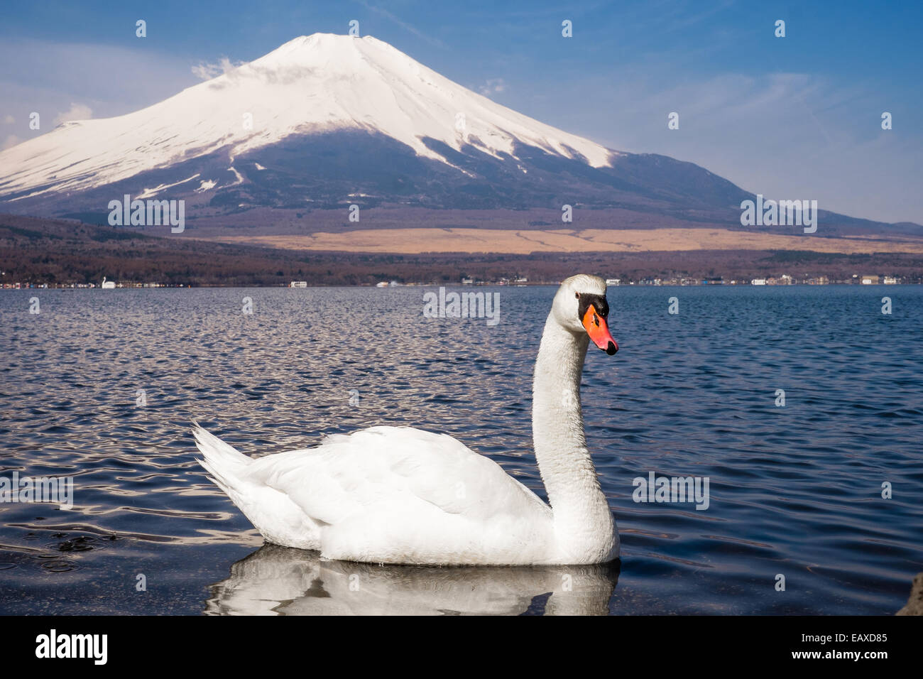 Swan by the majestic mount Fuji in Japan Stock Photo - Alamy