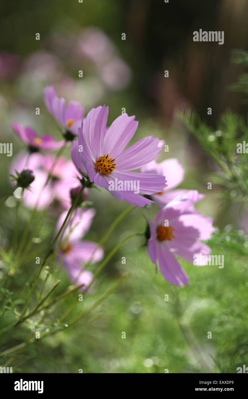 Summer cosmos hi-res stock photography and images - Alamy