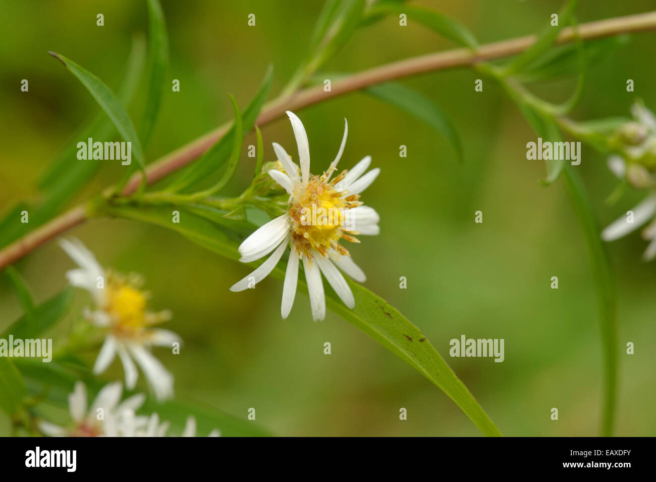 Aster Simplex