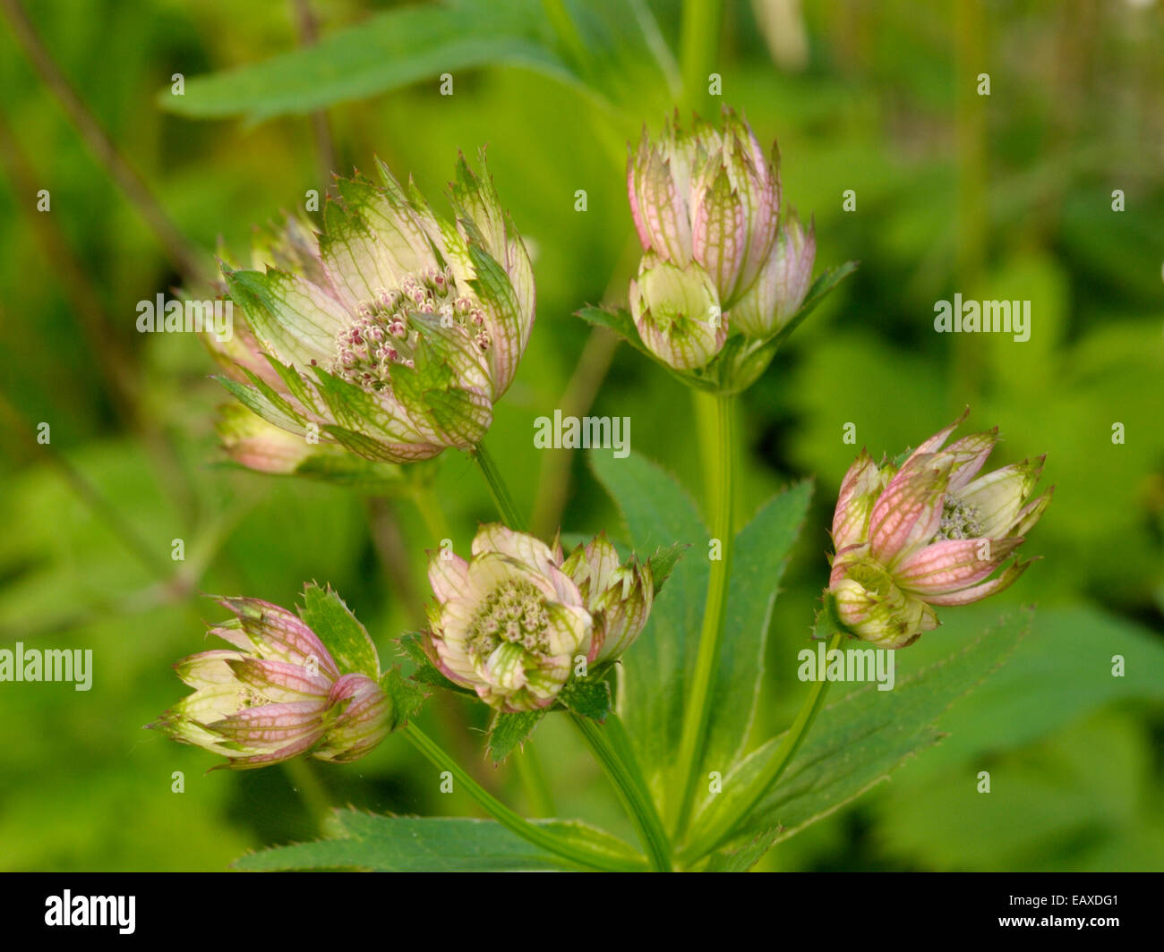 Astrantia, Astrantia major Stock Photo - Alamy