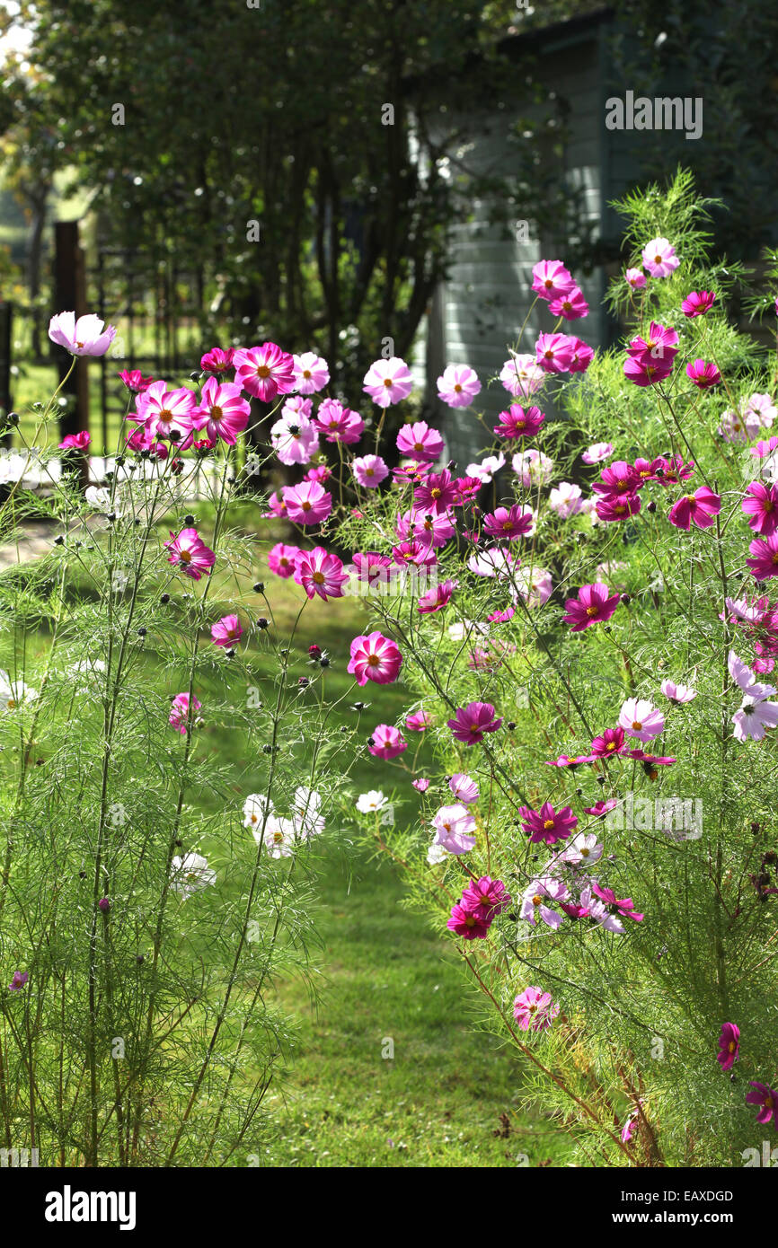 Summer cosmos hi-res stock photography and images - Alamy