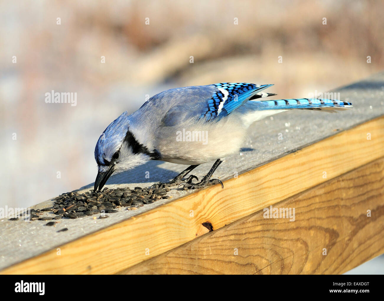Avian bird hi-res stock photography and images - Alamy