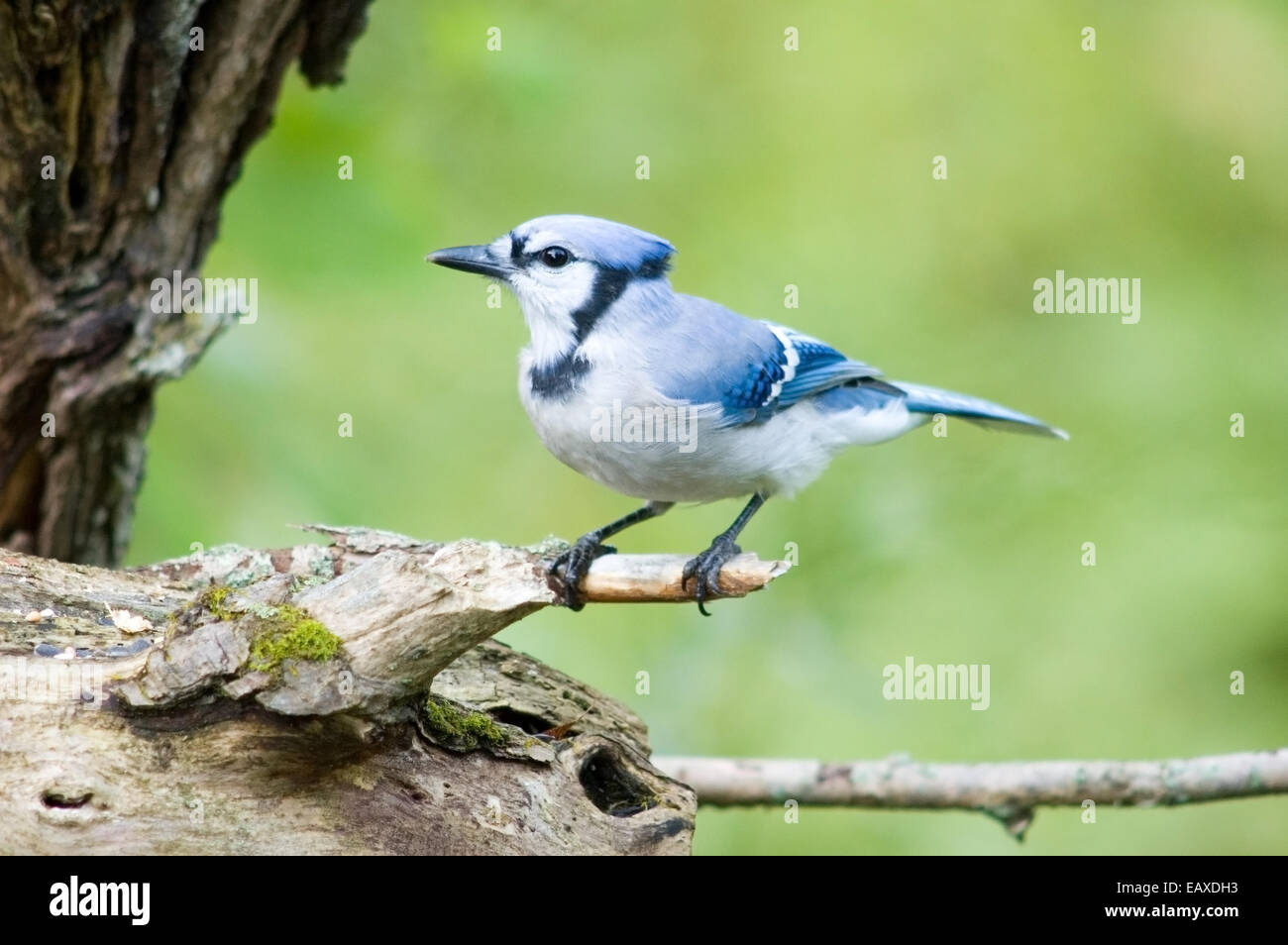 A blue jay perched on a tree branch Stock Photo - Alamy