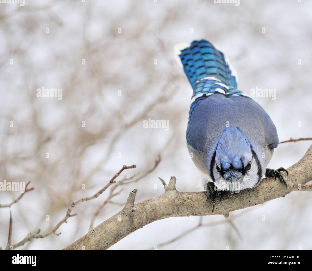 A blue jay perched on a tree branch Stock Photo - Alamy
