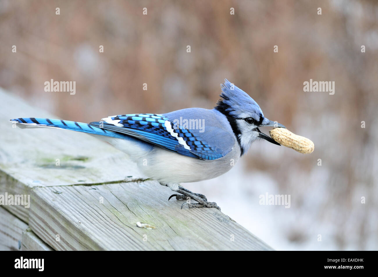 Blue jay beak hi-res stock photography and images - Alamy