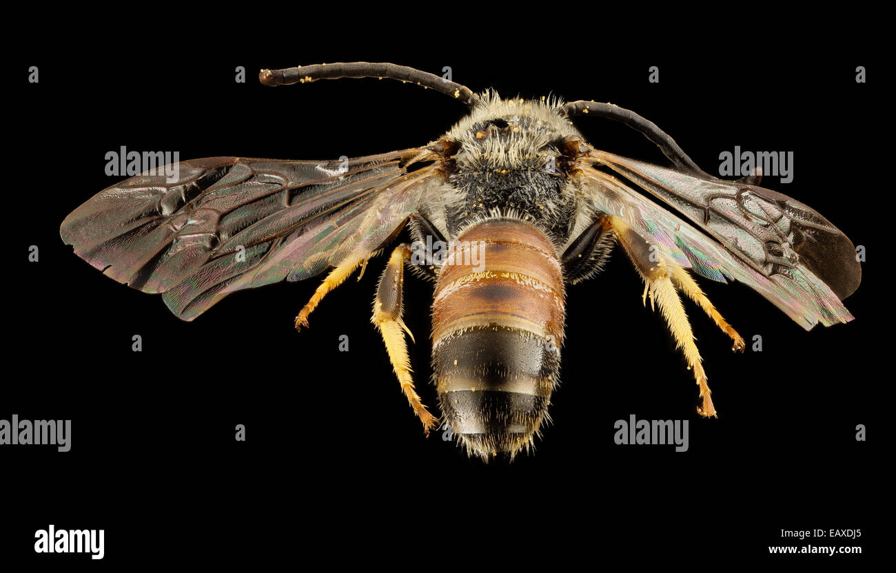 Lasioglossum albipes, a species of sweat bee, is photographed from the ...