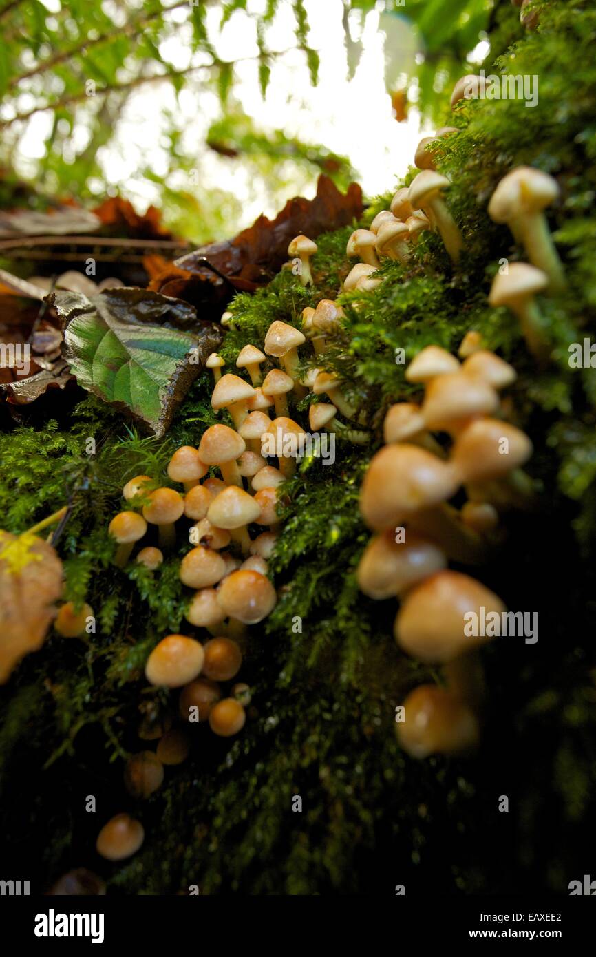 A cluster of Sulphur Tuft fungi, Latin Hypholoma fasciculare, commonly ...