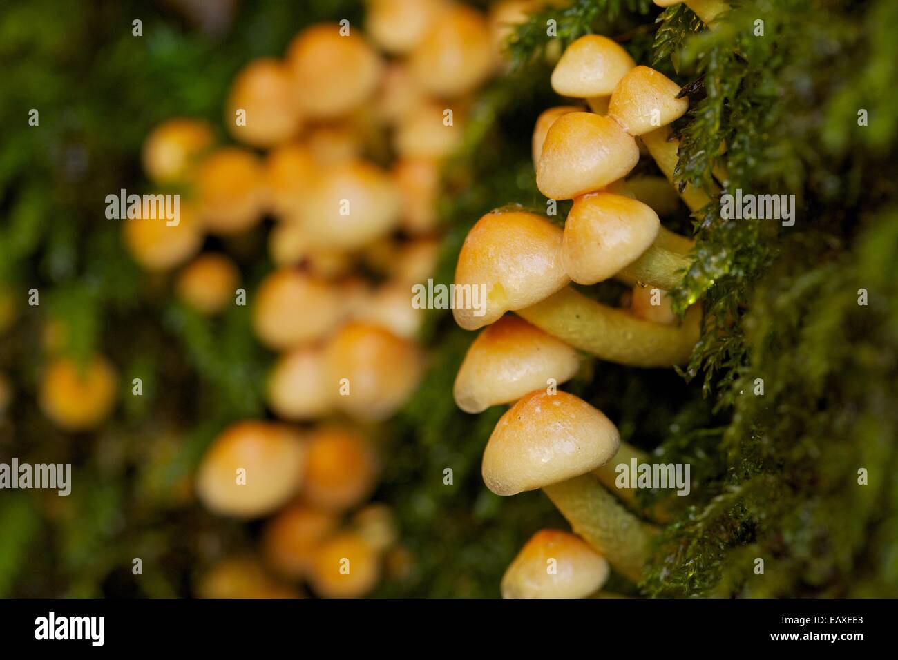A cluster of Sulphur Tuft fungi, Latin Hypholoma fasciculare, commonly ...