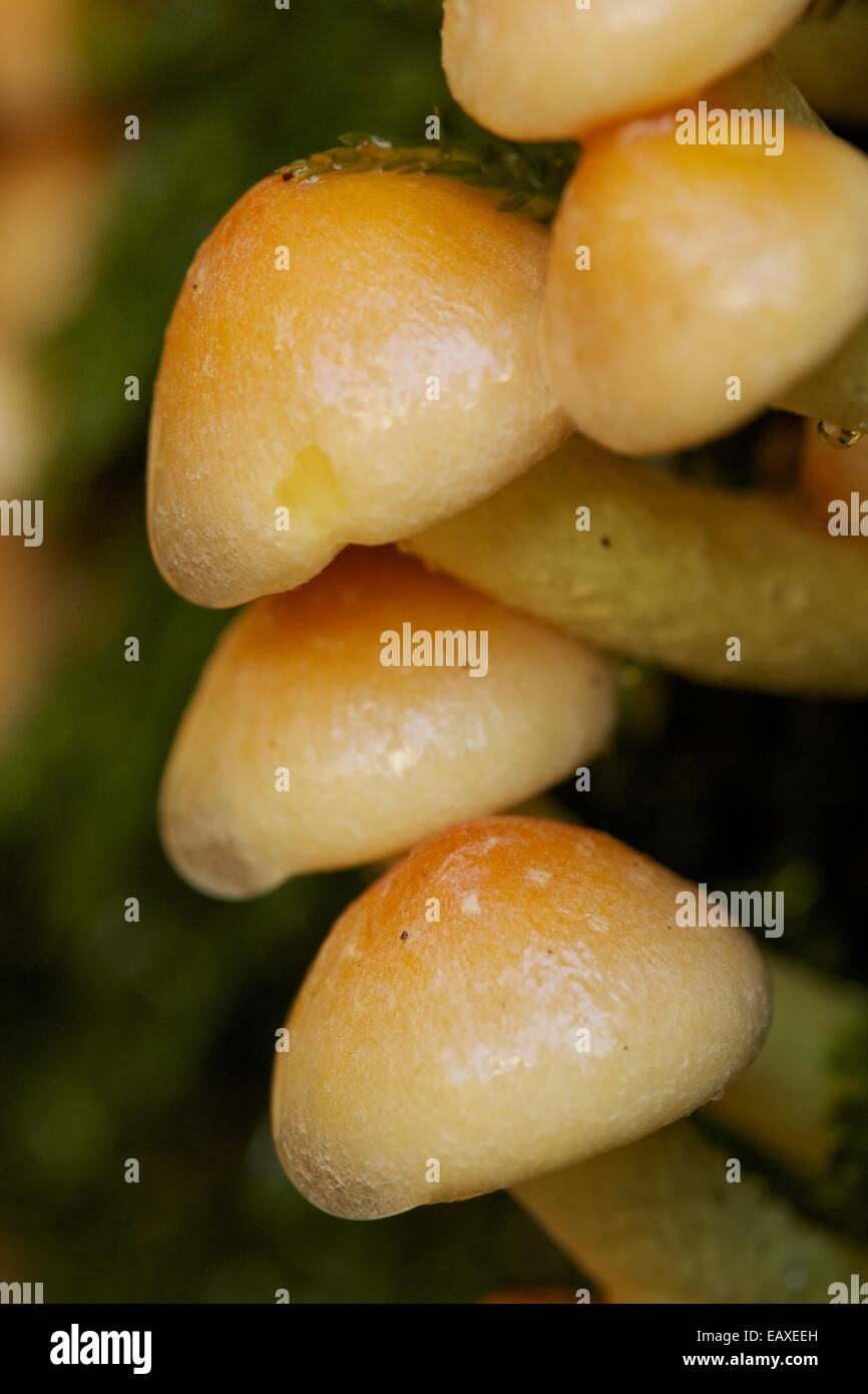 A cluster of Sulphur Tuft fungi, Latin Hypholoma fasciculare, commonly ...