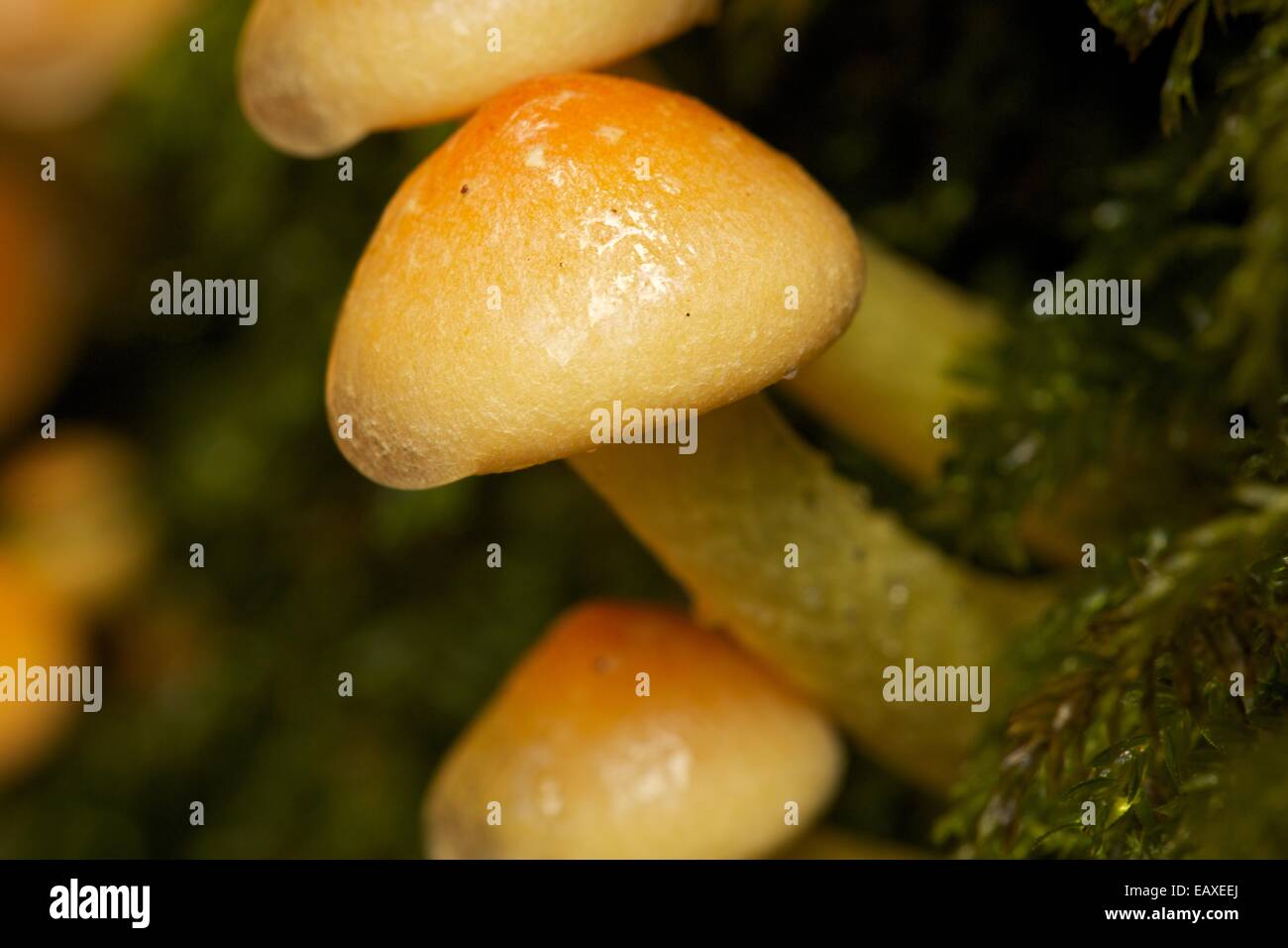 A cluster of Sulphur Tuft fungi, Latin Hypholoma fasciculare, commonly ...