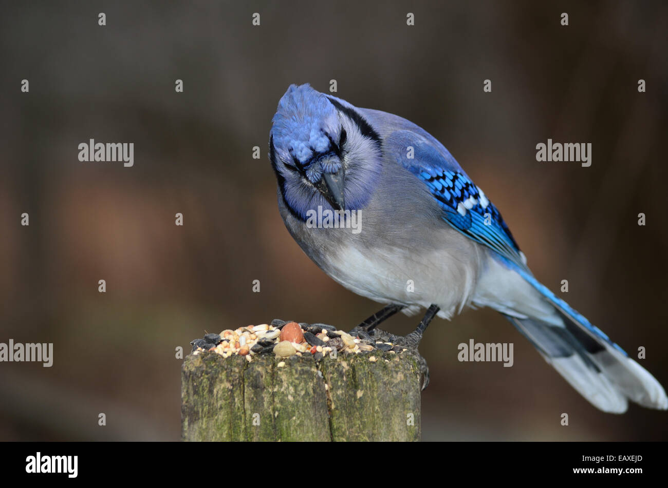 A blue jay perched on a post with bird seed Stock Photo - Alamy