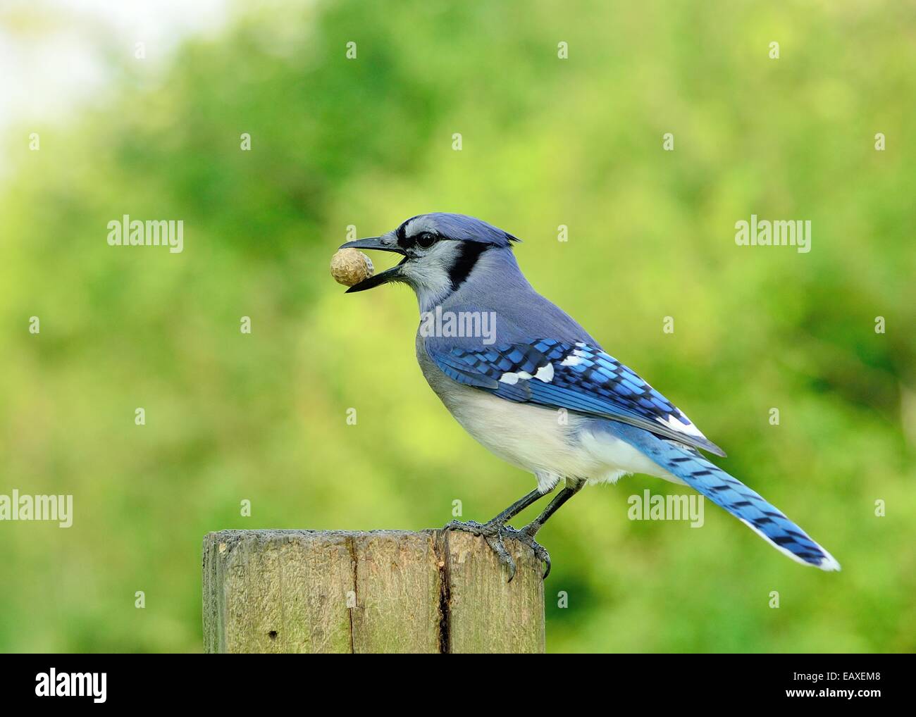 Blue jay eating peanuts hi-res stock photography and images - Alamy
