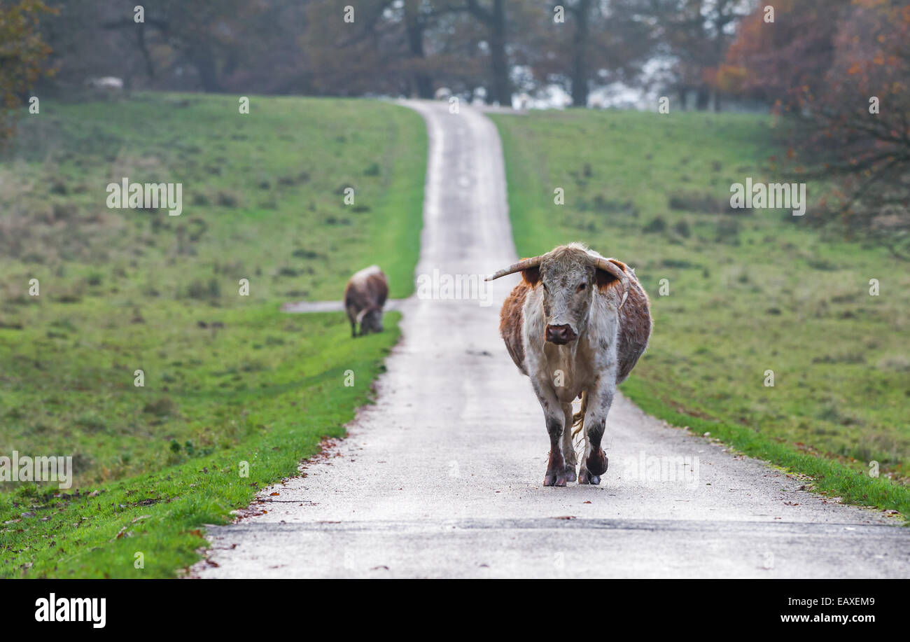 Pregnant English longhorn cow walking down a country lane in Derbyshire ...