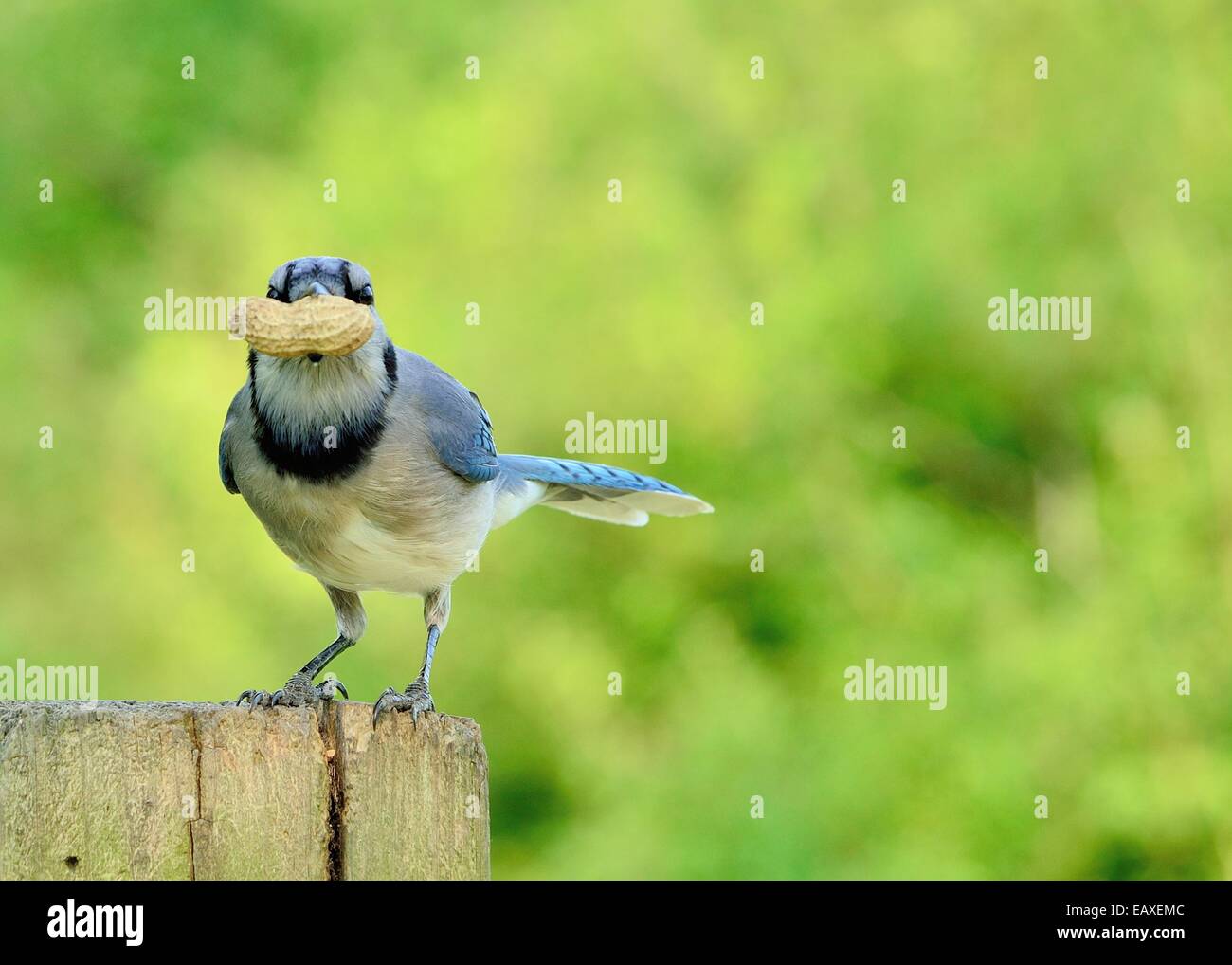 Blue jay eating peanuts hi-res stock photography and images - Alamy