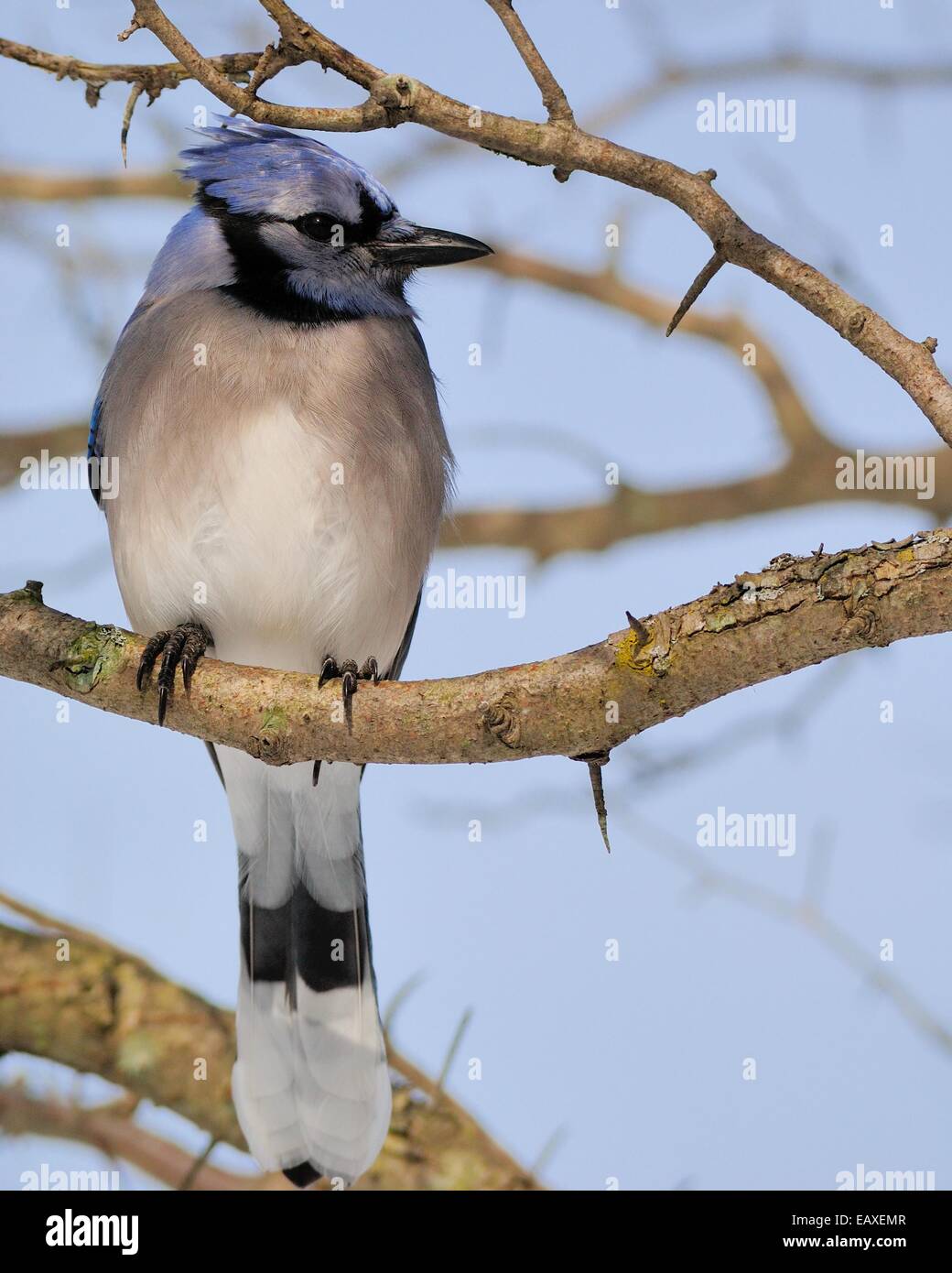 Blue Jay perched on a tree branch Stock Photo - Alamy