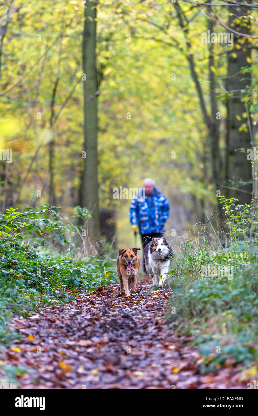Elderly man walking his dogs along a footpath in a woodland setting ...