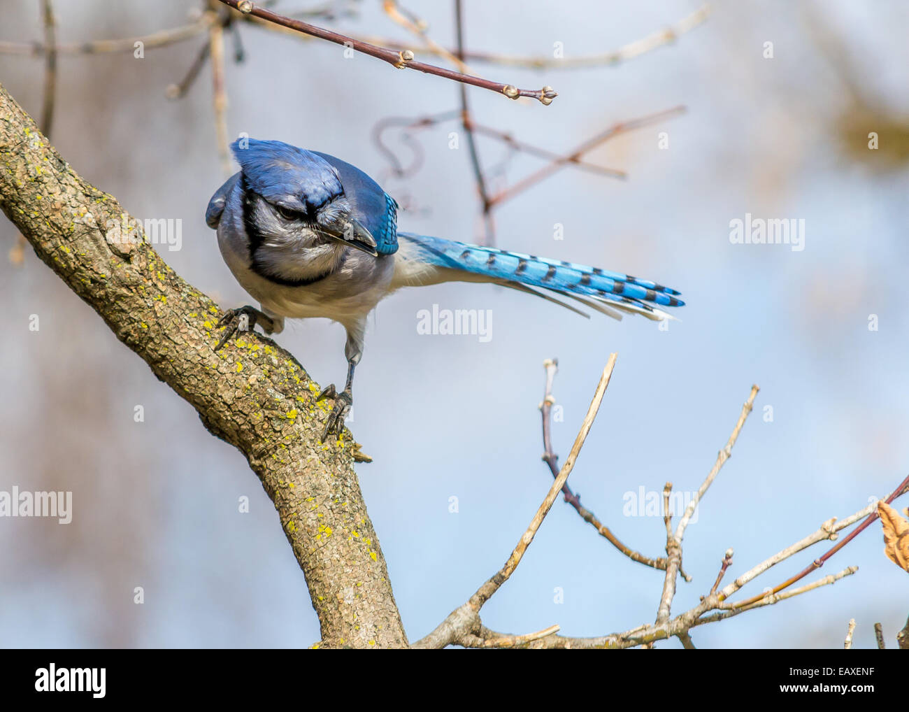 A Blue Jay perched on tree branch Stock Photo - Alamy