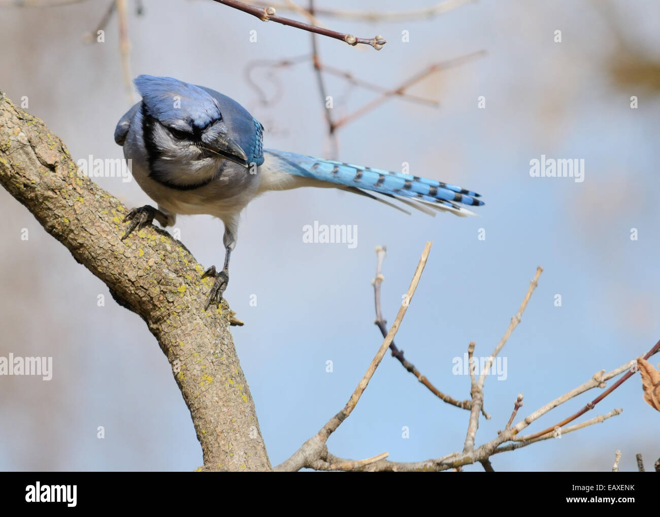A blue jay perched on a tree branch Stock Photo - Alamy