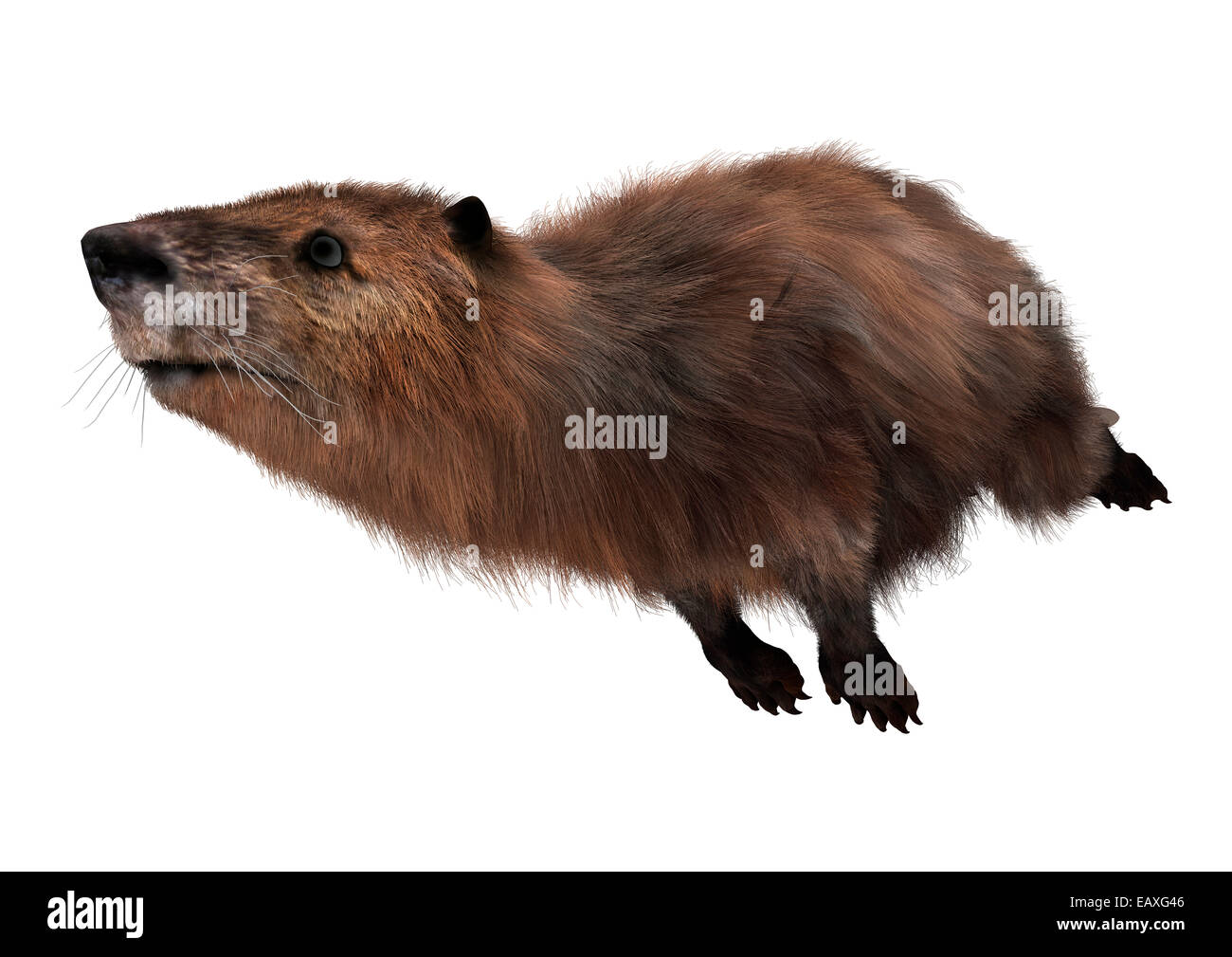 3D digital render of a cute floating beaver isolated on white ...