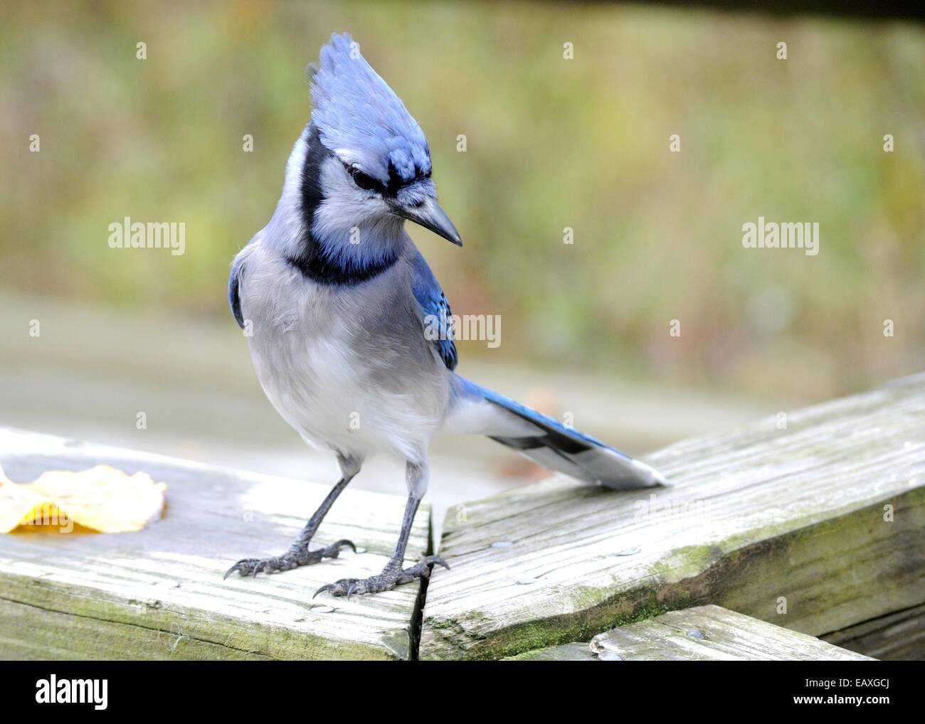 Blue Jay perched on a post eating peanuts Stock Photo - Alamy
