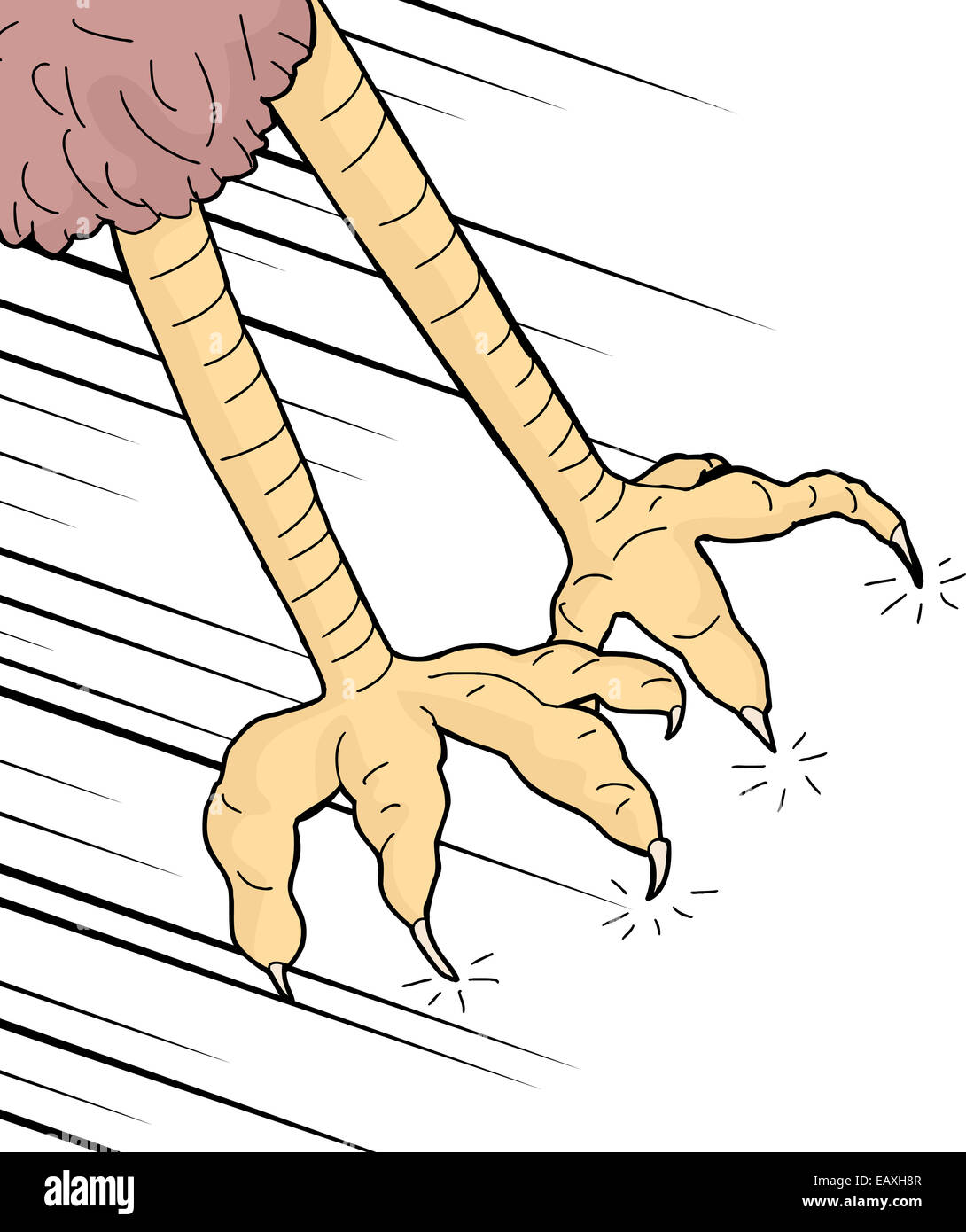 Isolated hawk talons flying over white background Stock Photo - Alamy