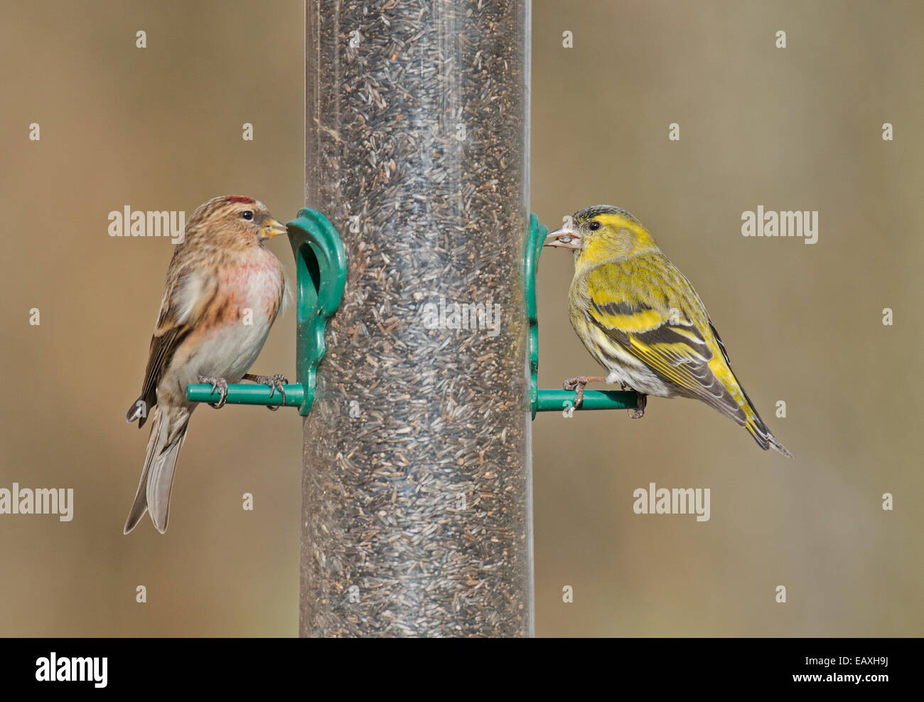Male Lesser Redpoll (Carduelis cabaret) and Female Siskin (Carduelis ...