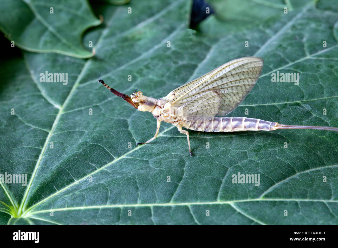 Ephemeroptera hi-res stock photography and images - Alamy