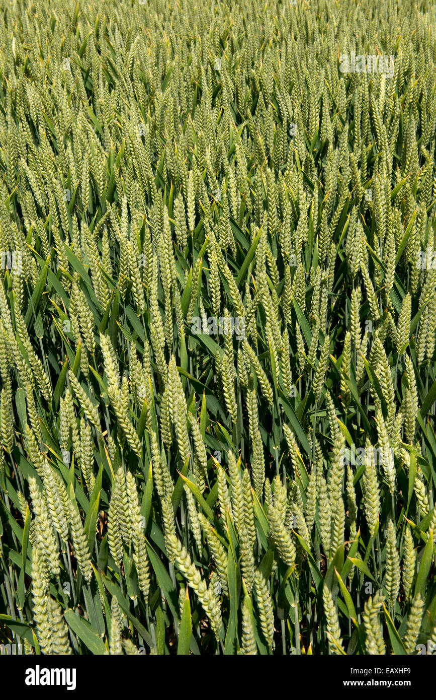 A wheat crop in ear near West Woodhay, Berkshire, June Stock Photo - Alamy