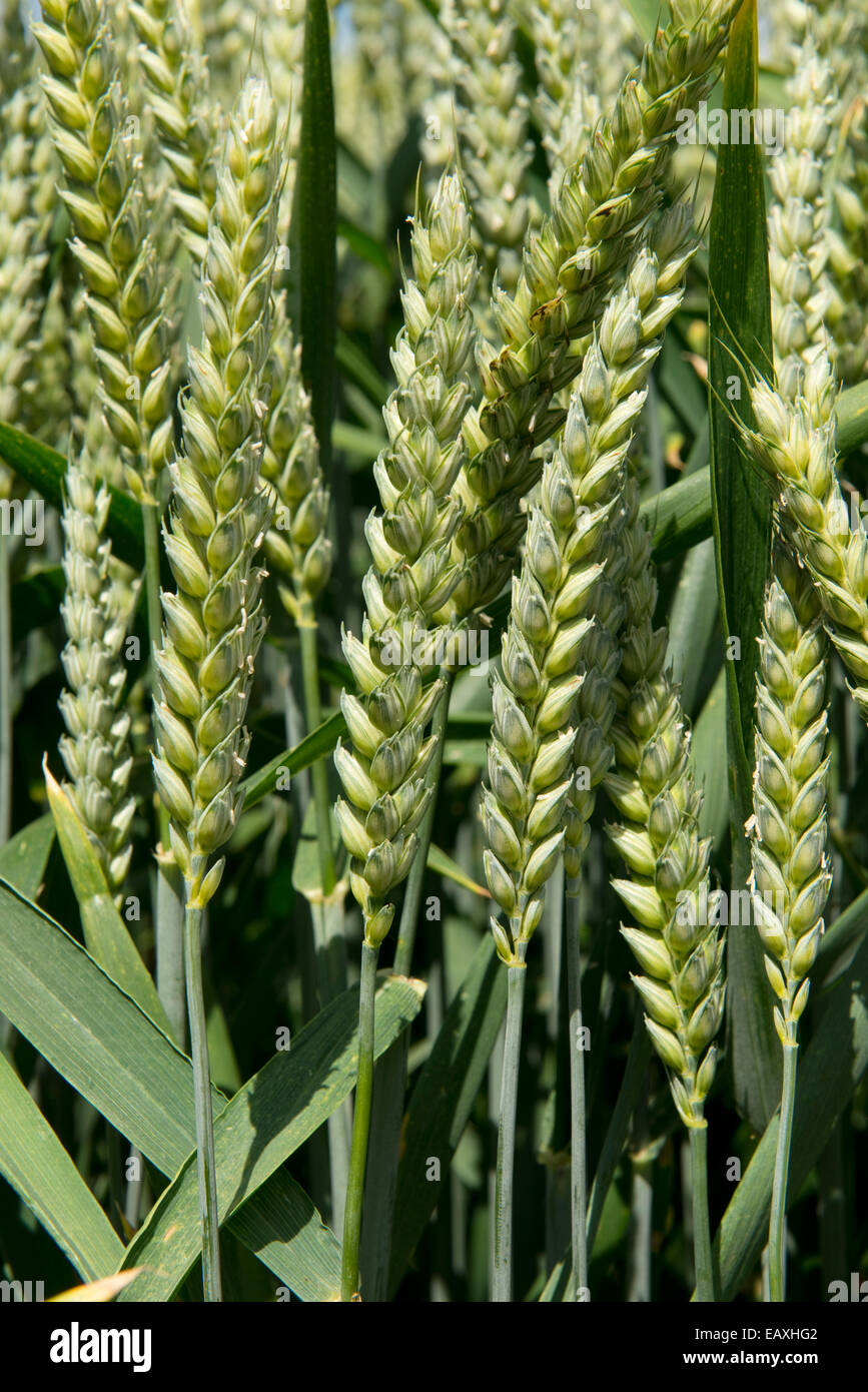 Healthy crop hi-res stock photography and images - Alamy