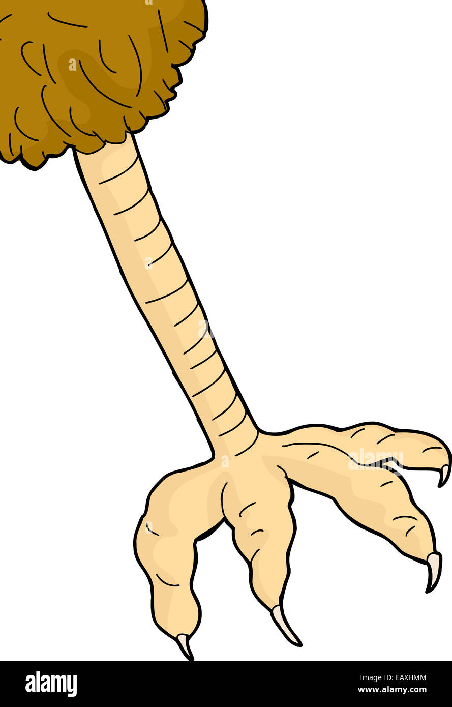 Single hand drawn cartoon bird talon over white Stock Photo - Alamy