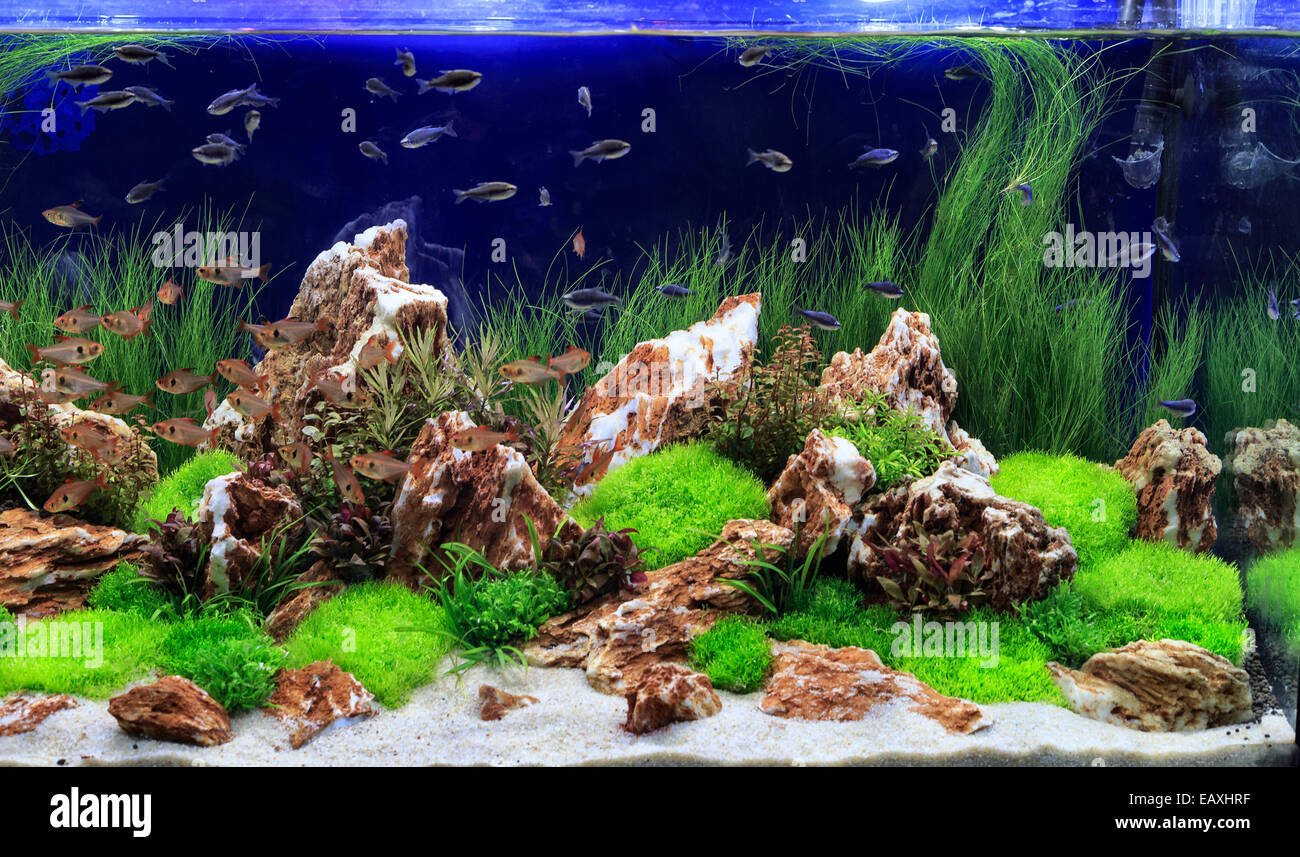 Planted Freshwater Aquarium Stock Photo - Alamy