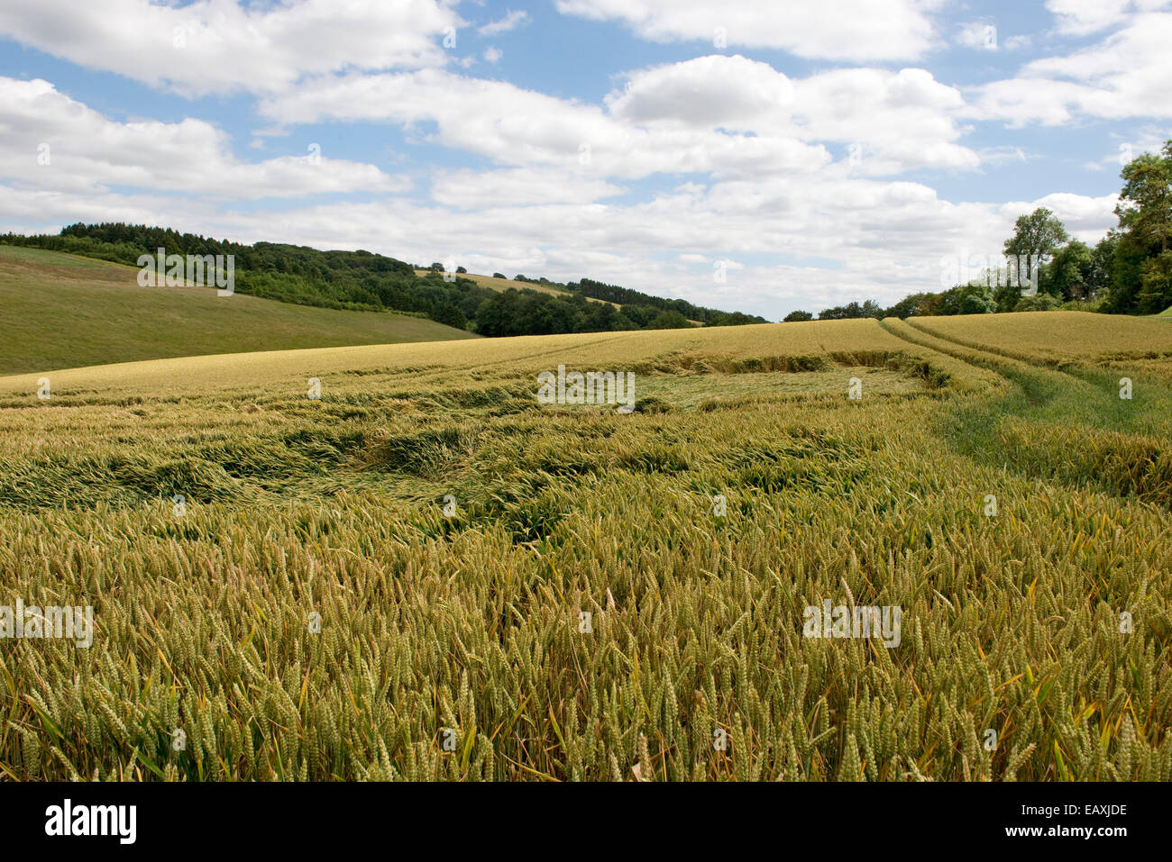 Lodged wheat crop, partially flattened by a summer storm, Berkshire ...