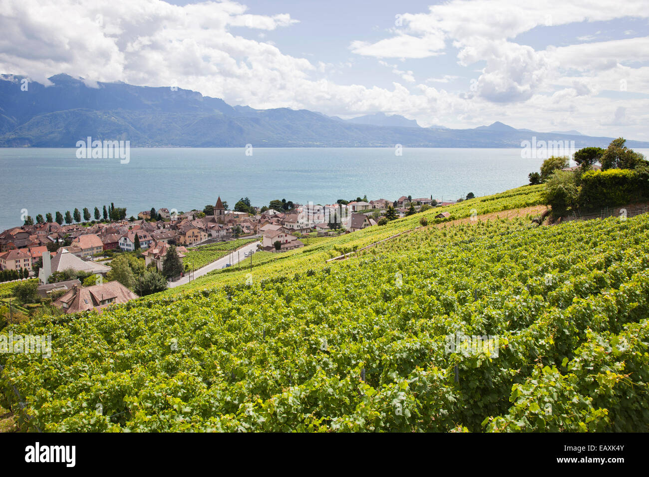 vineyards of lavaux and view of cully village, lausanne, switzerland ...