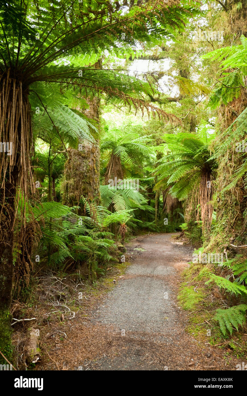 Jungle pathway hi-res stock photography and images - Alamy