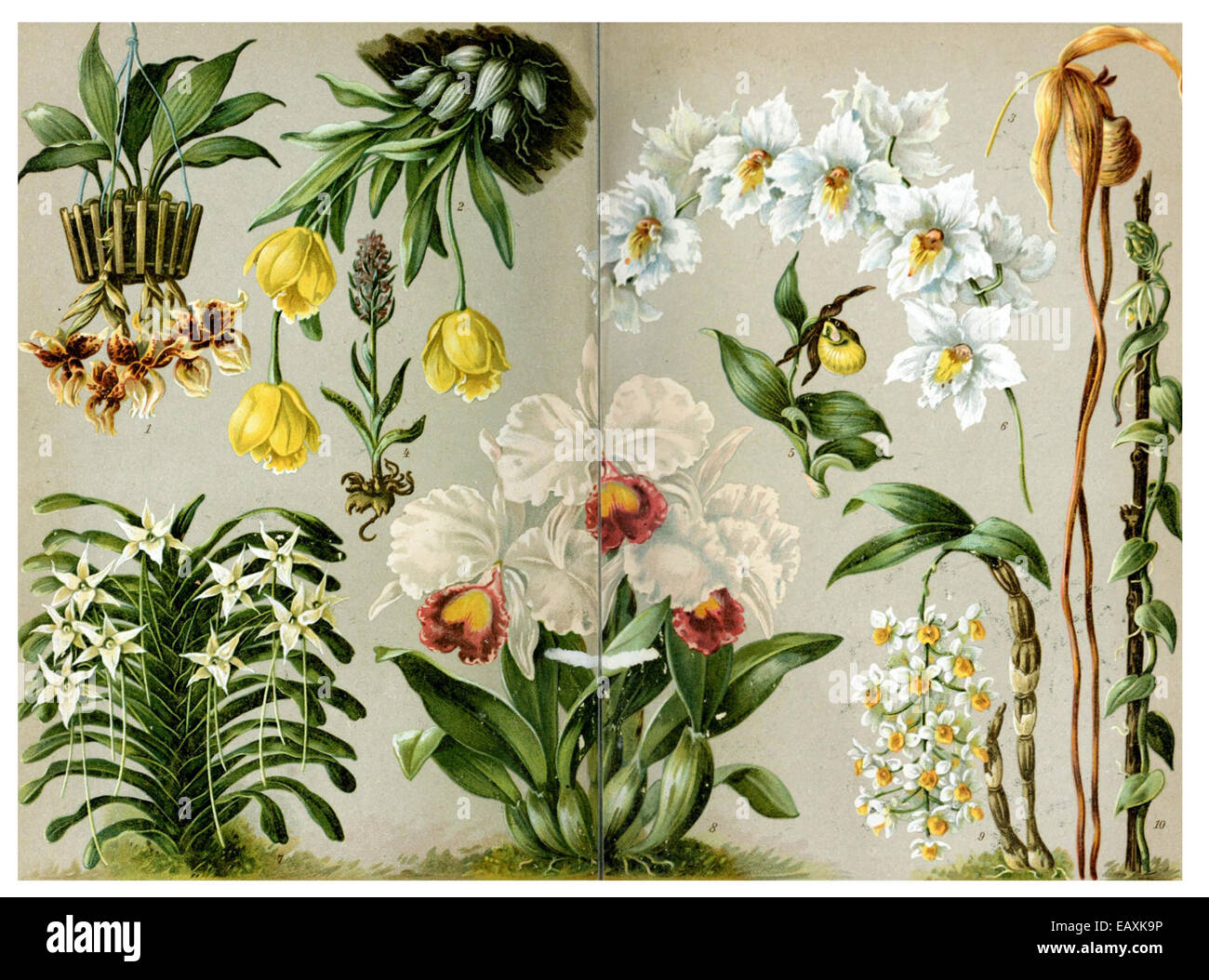 Orchidaceae, commonly known as the orchid family, is a diverse and ...