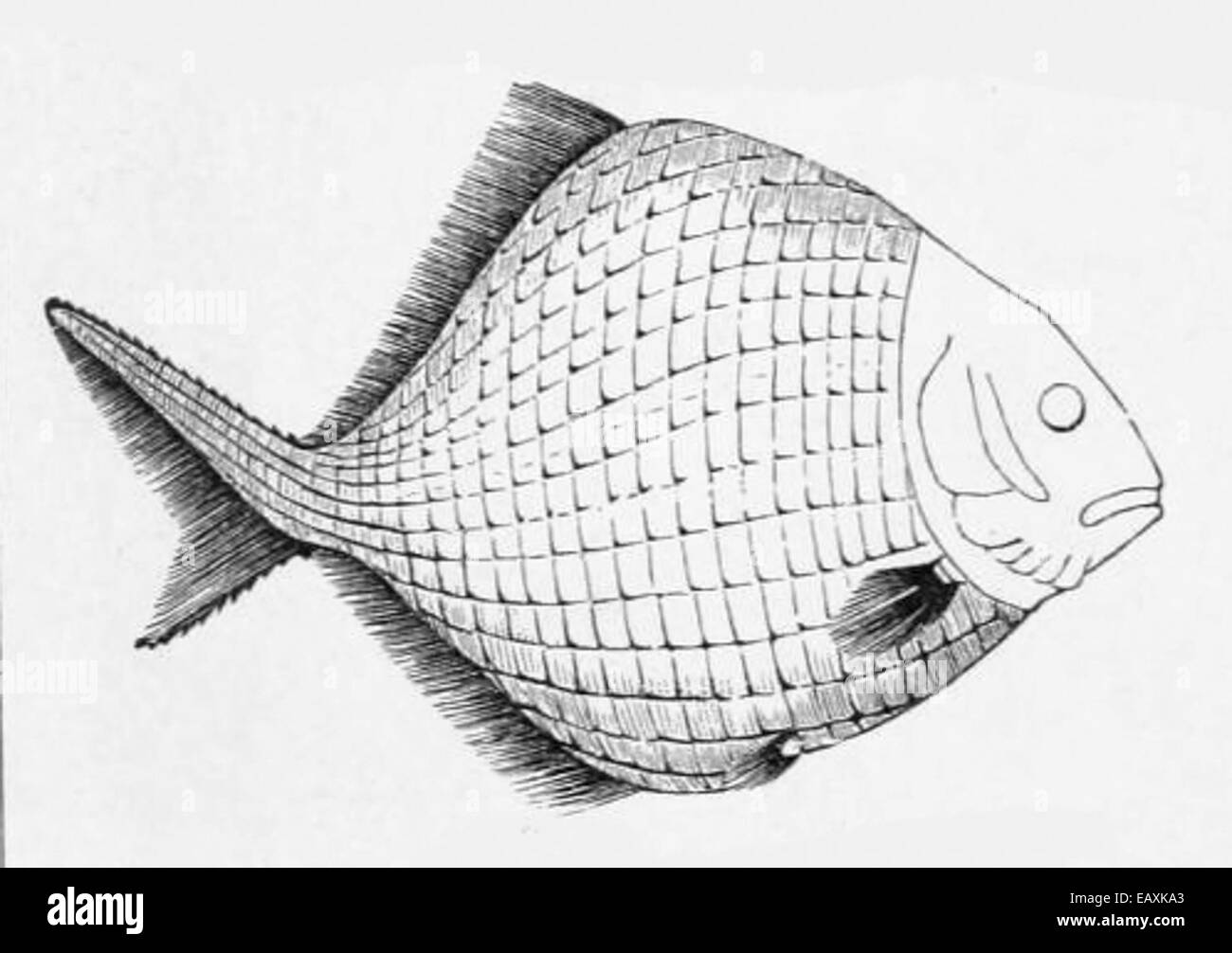 Platysomus hi-res stock photography and images - Alamy